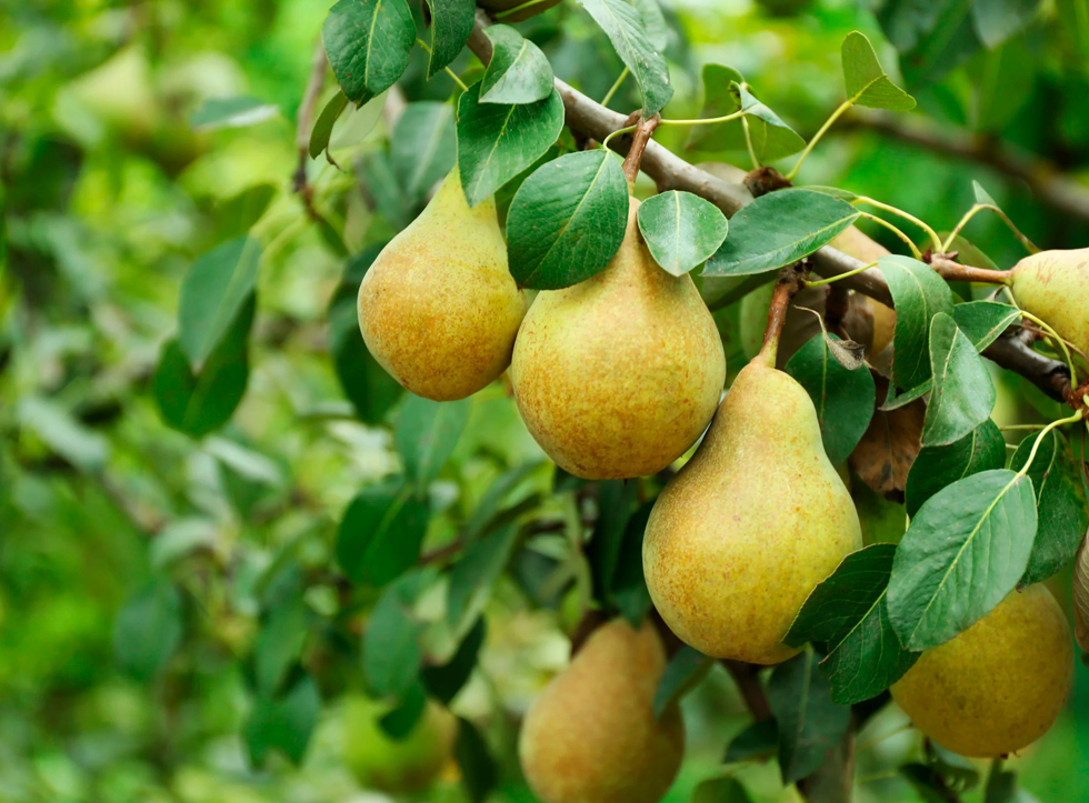 Pere, compromesso tutto il raccolto. Crolla la redditività delle ...